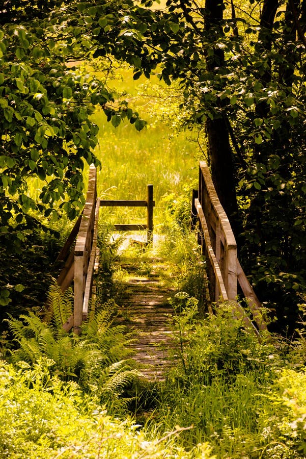 Magic Bridge In The Deep Forest During The Sunset. Magical Colors And ...