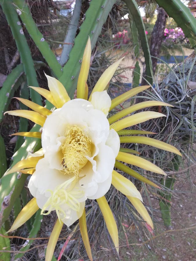 Magic Cactus Flower. White Blooming Stock Image - Image of tree, leaf ...