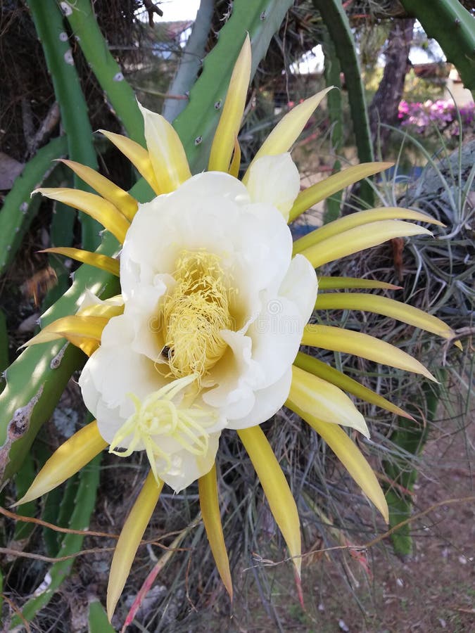 Magic Cactus Flower. White Blooming Stock Photo - Image of food ...