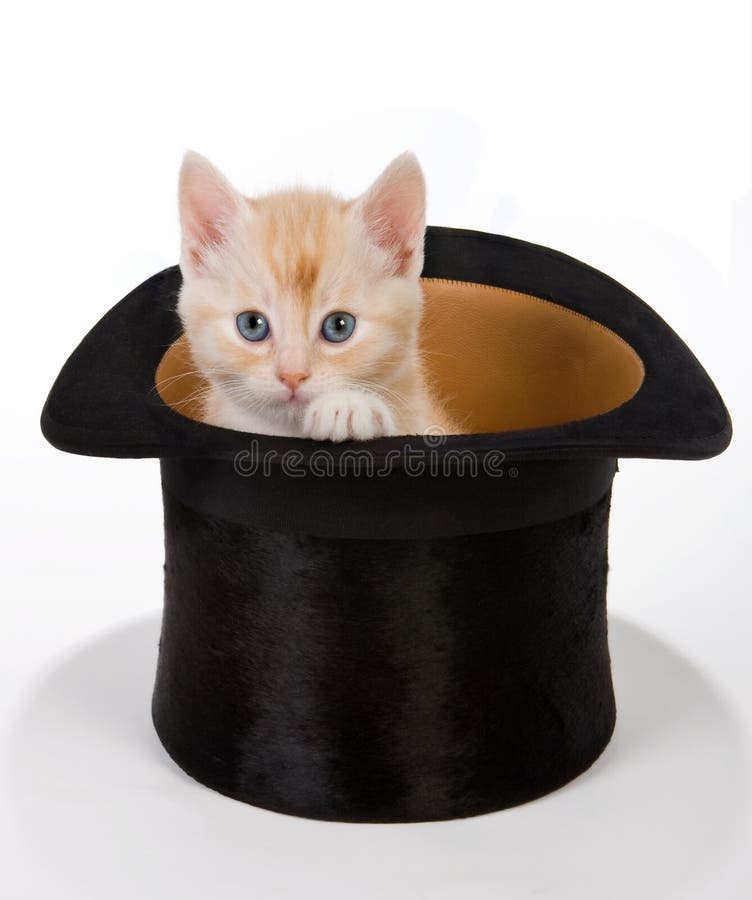 3,548 Magic Kitten Stock Photos - Free & Royalty-Free Stock Photos from ...