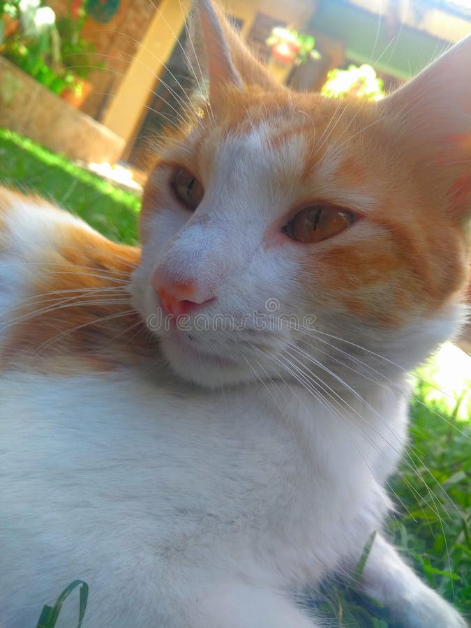 Magic Cat Nature Green Orange Stock Image - Image of magic, nature ...