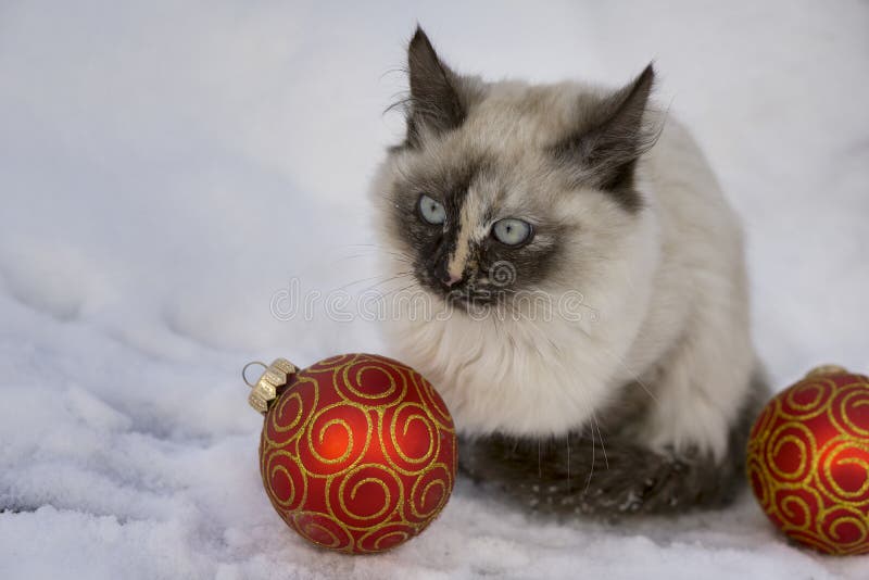 Magic Cat with Red Christmas Ball on Snow Stock Image - Image of freeze ...