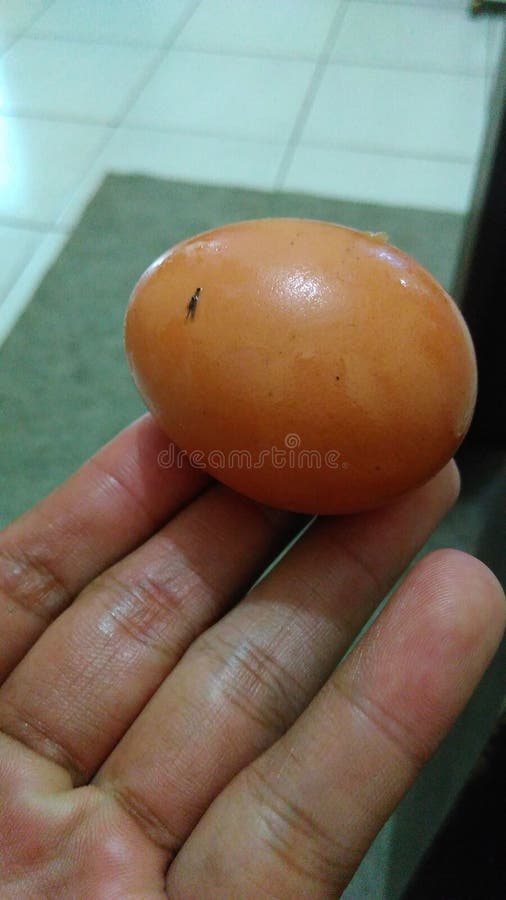 Chicken Sweating Stock Photos - Free & Royalty-Free Stock Photos from ...