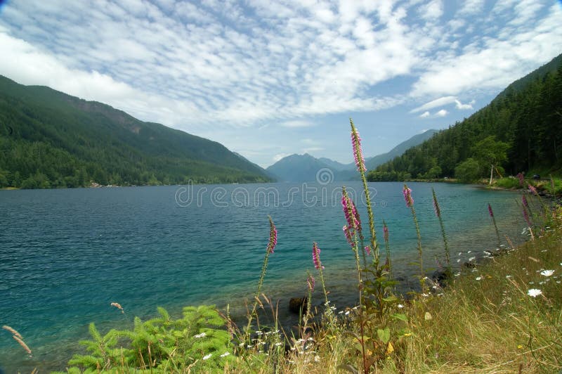 Magic lake stock image. Image of delicate, ground, branch - 2293045