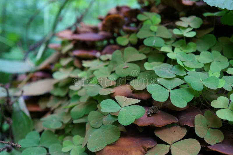 Clover in the forest stock image. Image of plant, biology - 138542133