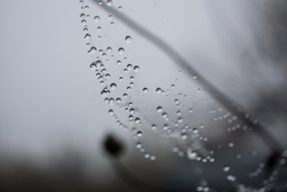 The magic cobweb. stock image. Image of tissue, kell - 83104227