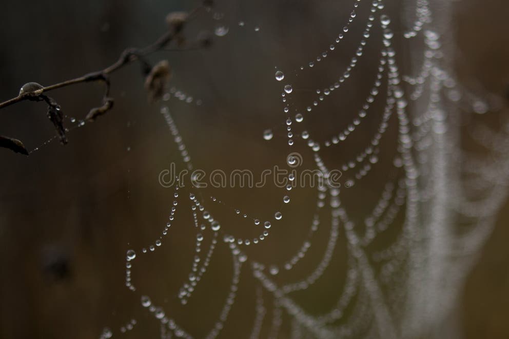 The magic cobweb. stock image. Image of tissue, tear - 83104537