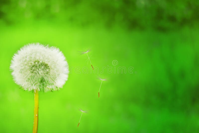 Magic Dandelion Green stock image. Image of summer, abstract - 5102507