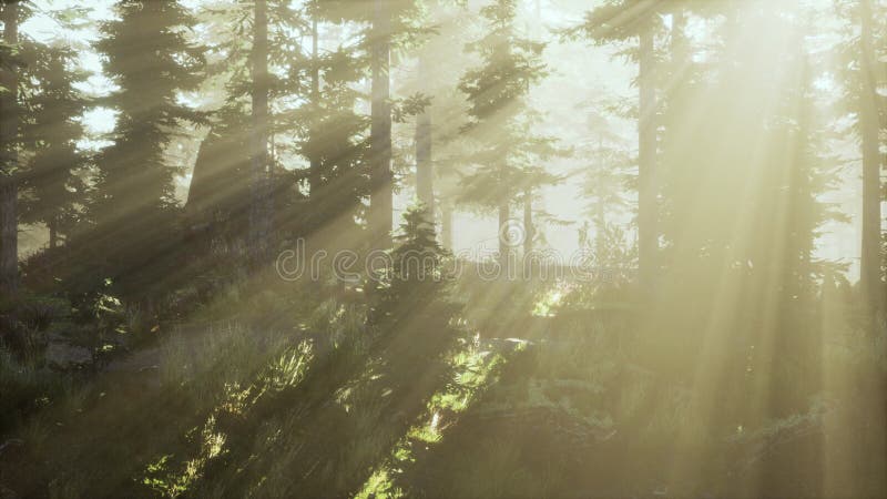 Magic Dark Autumn Forest Scenery with Rays of Warm Light Stock Photo ...