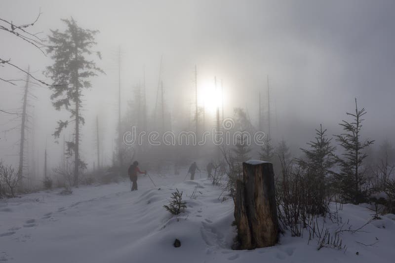 Magic December Forest with Sun Ray Light, Transylvania Stock Photo ...