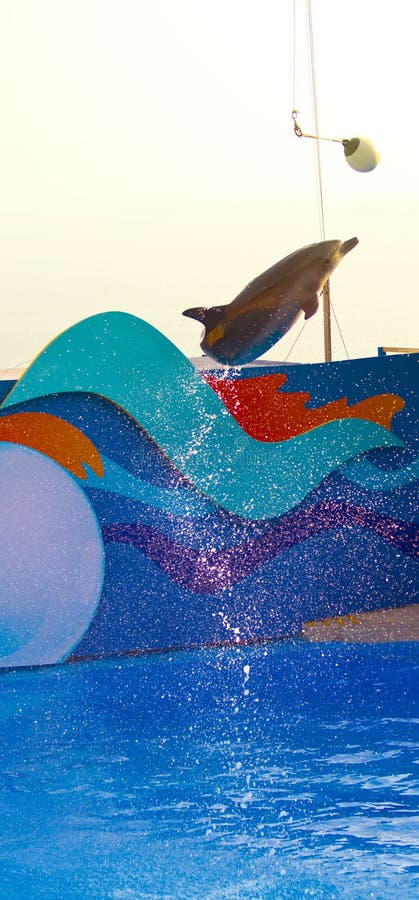 Magic Dolphin stock photo. Image of water, pink, flying - 7424668