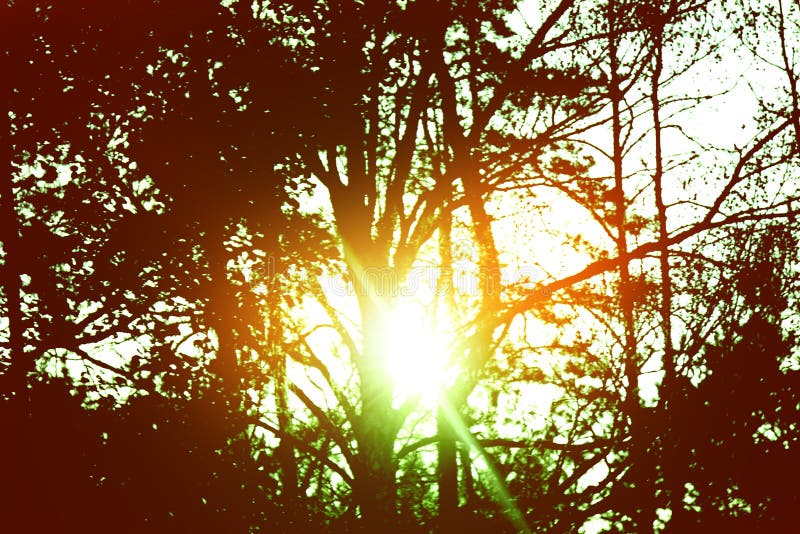 Magic Evening Light in the Woods Stock Image - Image of backlight ...