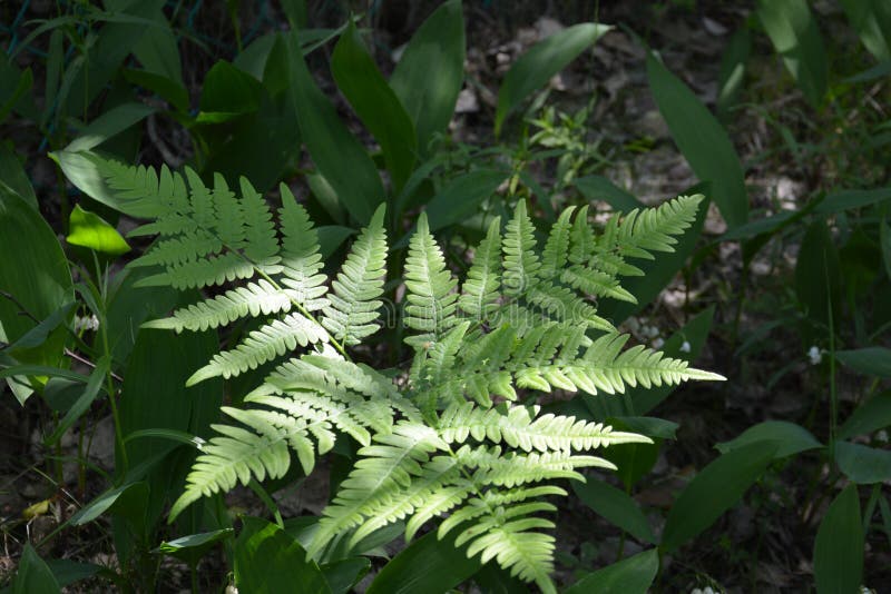 Magic fern in the forest stock photo. Image of magic - 259897242
