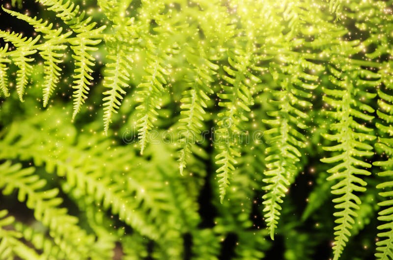 Magic Fern stock photo. Image of nature, summer, spring - 58552730