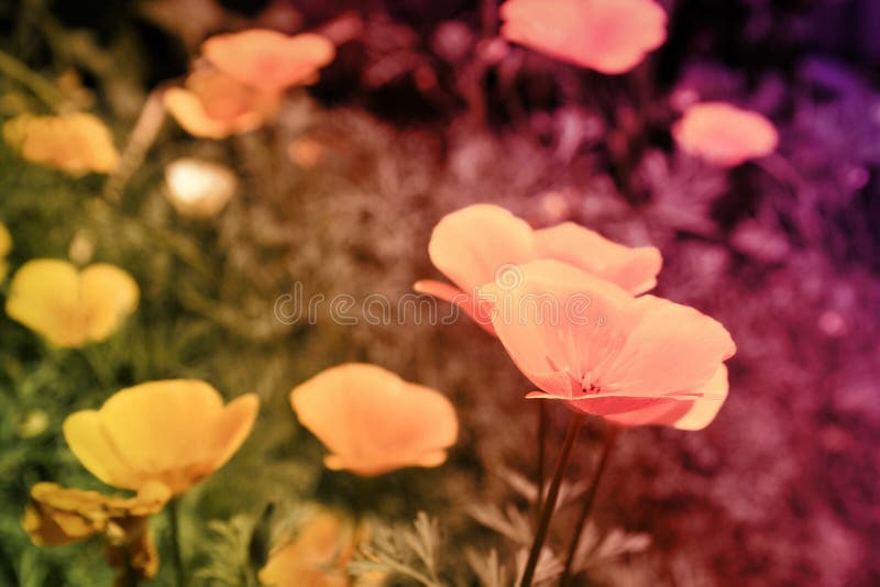 Magic field stock image. Image of floor, farm, botanical - 7234689