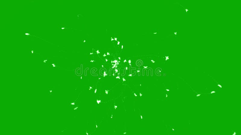 Magic Fireflies with Green Screen Background Stock Footage - Video of ...