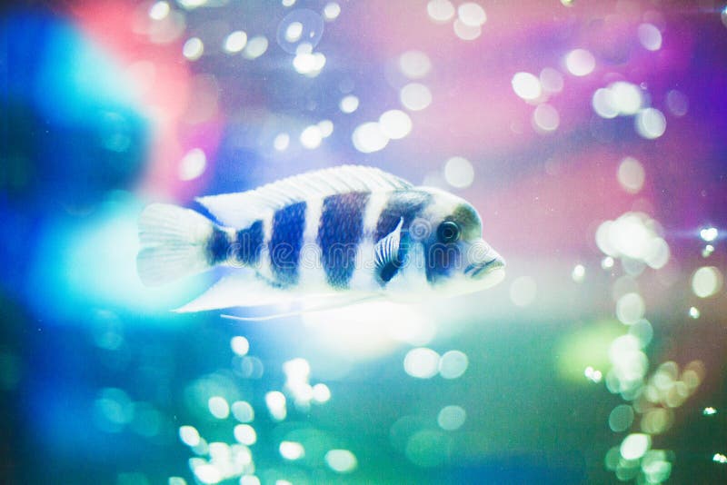 Magic fish stock photo. Image of aquarium, green, bubbles - 42371154