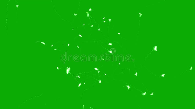 Magic Fireflies with Green Screen Background Stock Footage - Video of ...