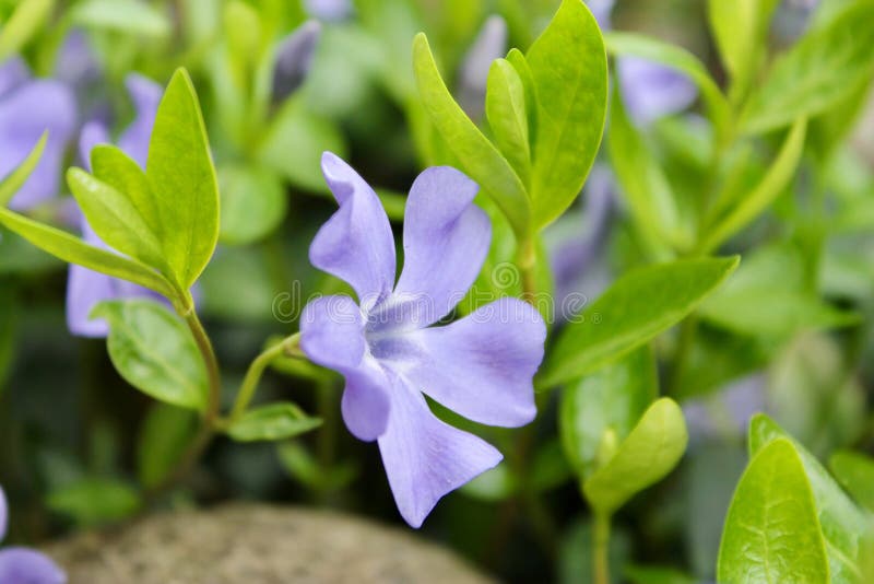 Magic flower in the garden stock photo. Image of flowers - 91334744