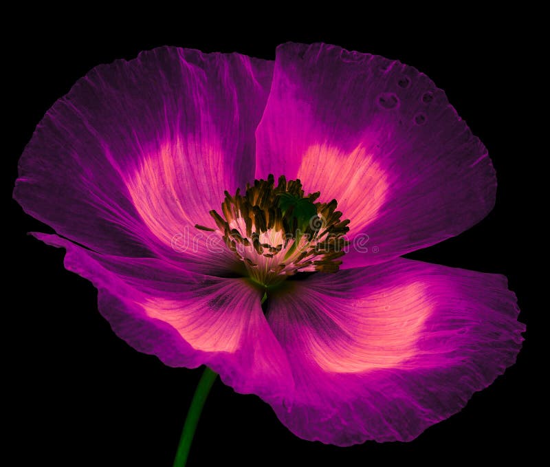 Magic flower stock vector. Illustration of geometry, leaf - 3387423