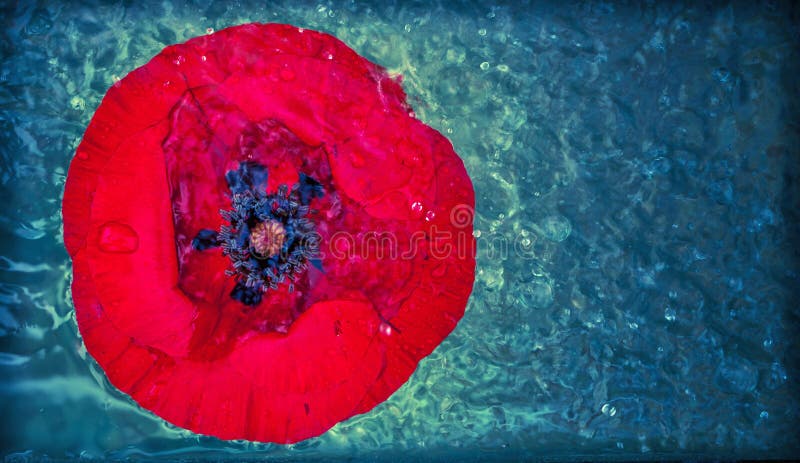 Magic flower on water stock photo. Image of relax, beauty - 41219070