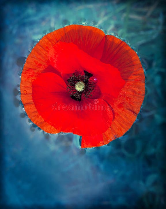 Magic flower - poppy stock photo. Image of flores, decorative - 41313338
