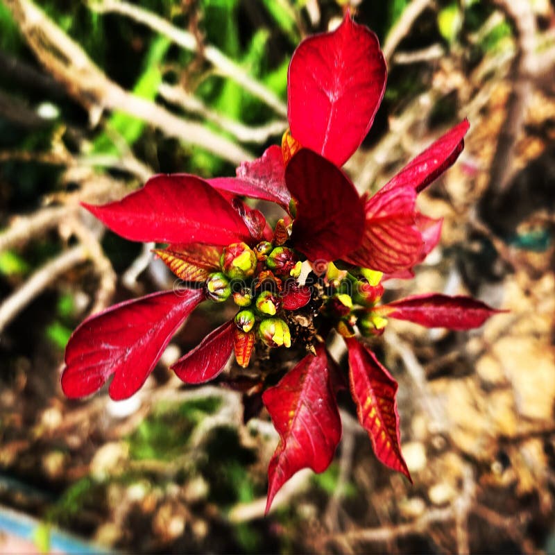 Magic flower stock photo. Image of magic, flower, plant - 246559646