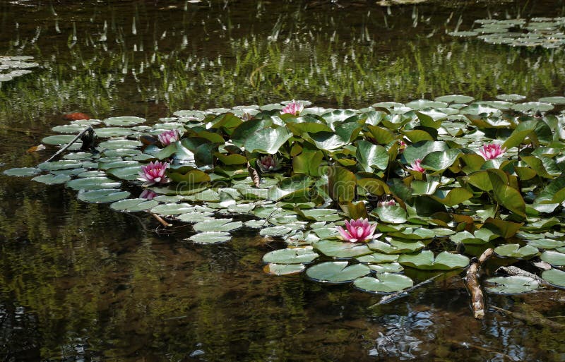 Magic Flower. Water Lily in the Old Pond Stock Photo - Image of nature ...