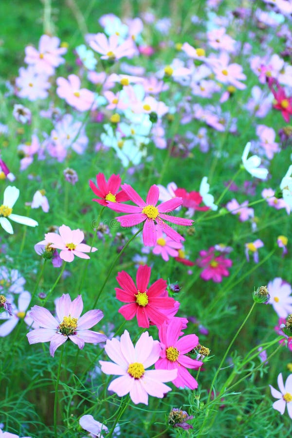 Flowers of spring stock photo. Image of aroma, nature - 4227802