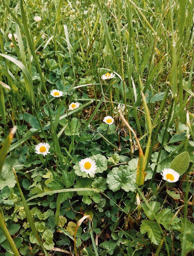Magic Flowers Hidden in the Tall Grass Stock Image - Image of hidden ...