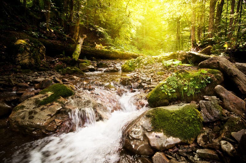 Magic forest stock photo. Image of foliage, magic, leaves - 17658050