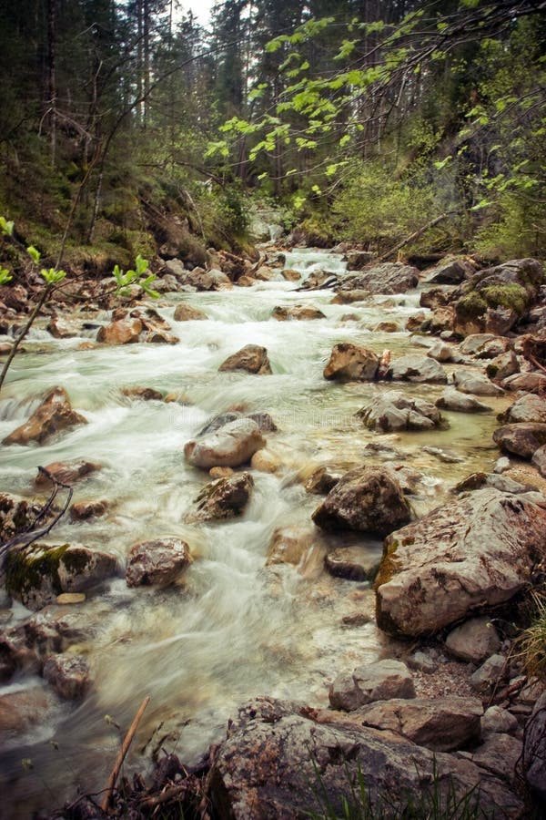Magic forest stock photo. Image of brook, koenigssee, alpen - 5419276