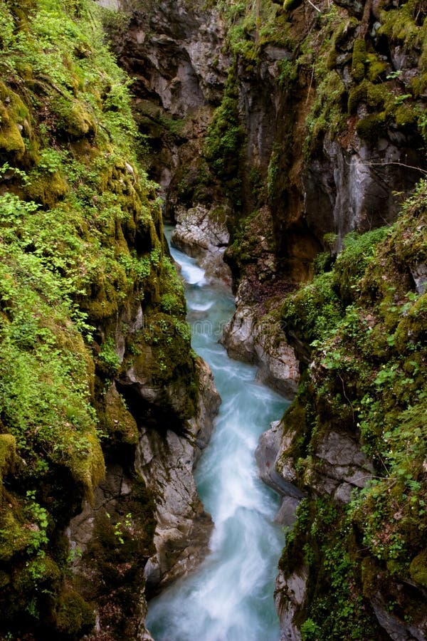 Magic forest stock image. Image of creeks, landscape, green - 5626293