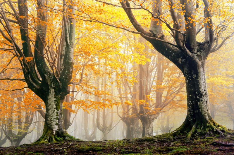 Golden Fall season forest stock image. Image of magical - 45358847