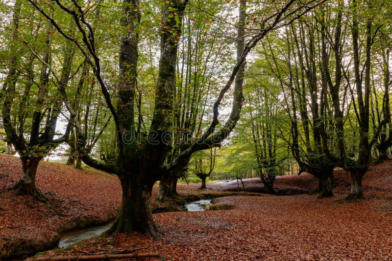 In the forest stock photo. Image of leaf, basque, gorbea - 163188594