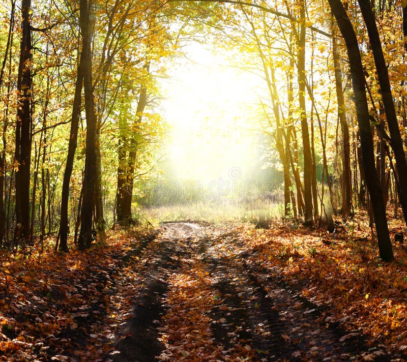 Fantasy Background . Magic Forest with Road Stock Image - Image of ...