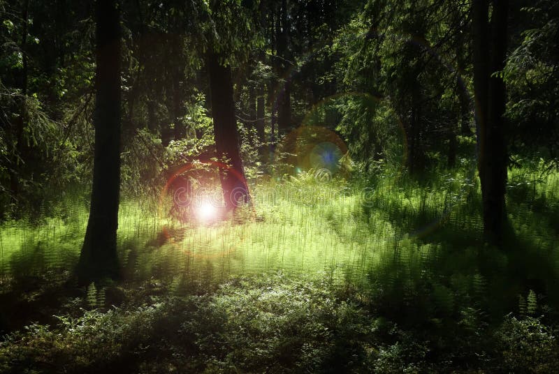 Magic forest stock photo. Image of romance, fantasy, glow - 30336438