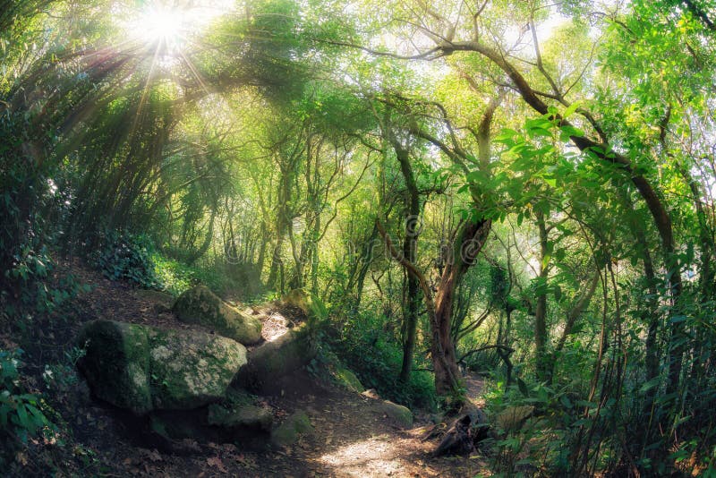 Magic forest stock photo. Image of forest, sunny, tree - 73550286