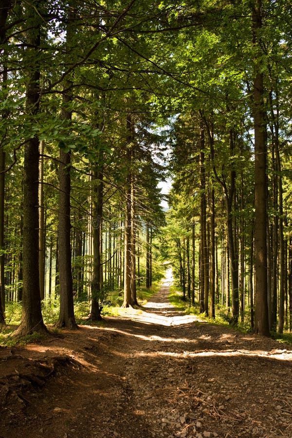Magic Path stock image. Image of enchanted, foliage, craggy - 27412197
