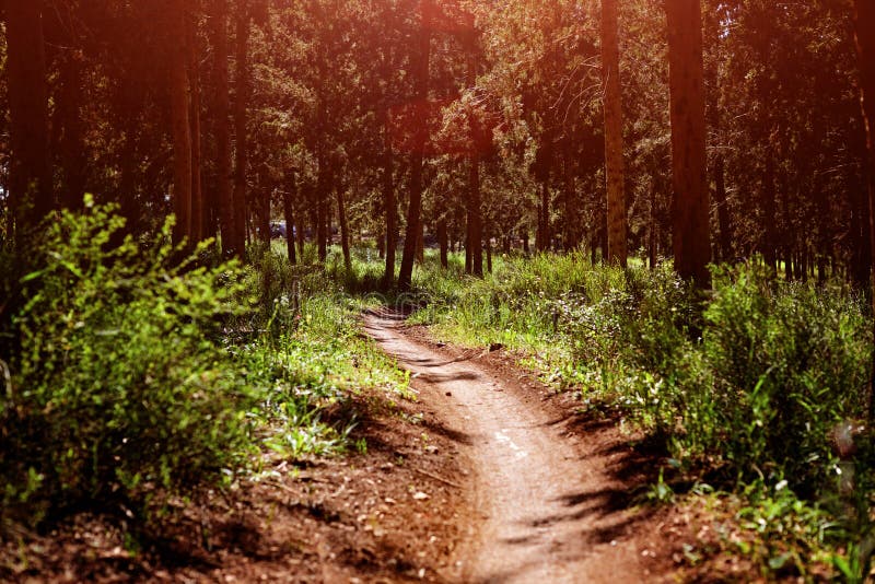 Magic forest path stock photo. Image of light, mysterious - 114009084