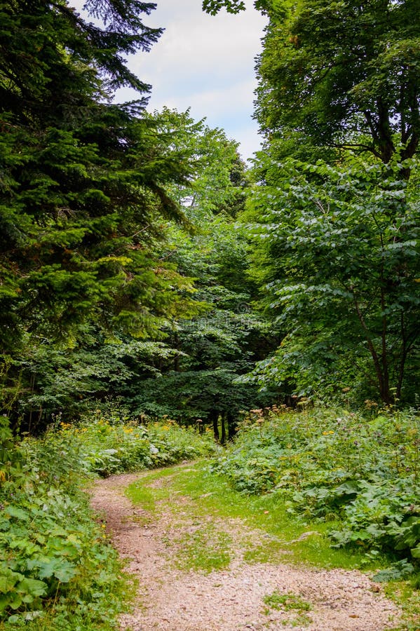 Magic forest path. stock image. Image of fantasy, bright - 99041597