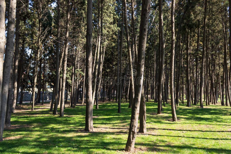 The Magic of the Forest, Peaceful Forest Landscape Illuminated by Soft ...