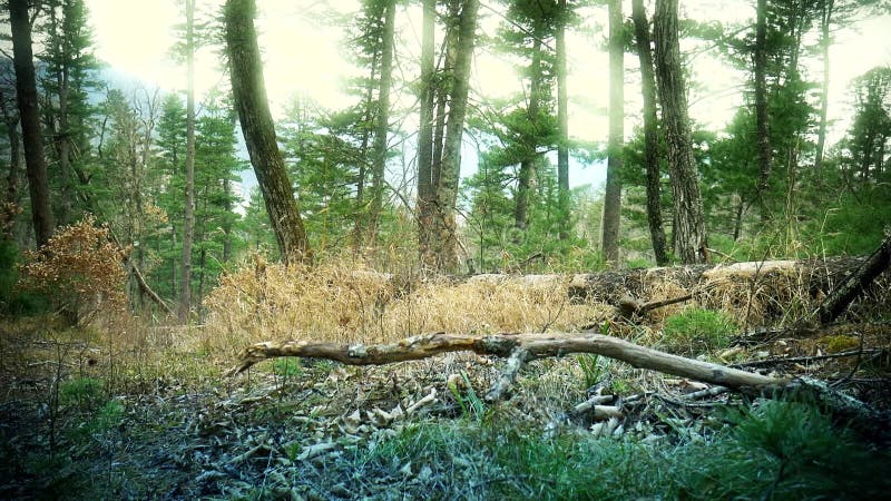 Magic Forest in Primorye Cedar Fall Stock Video - Video of ghost ...