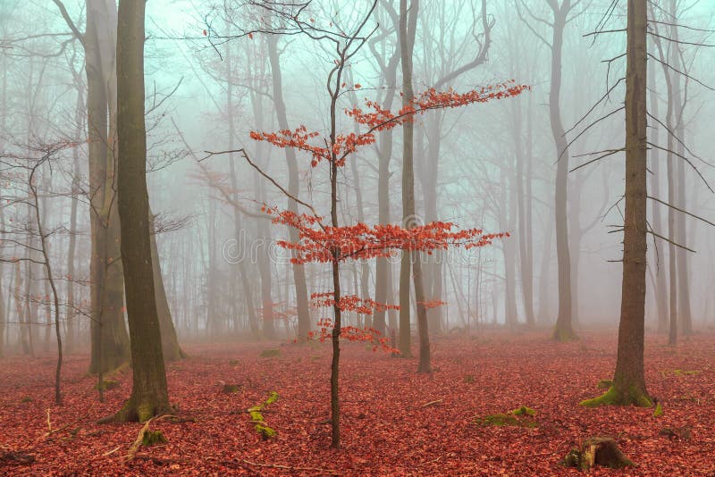 Magic Forest in Red and Turquoise Stock Image - Image of forest, mist ...