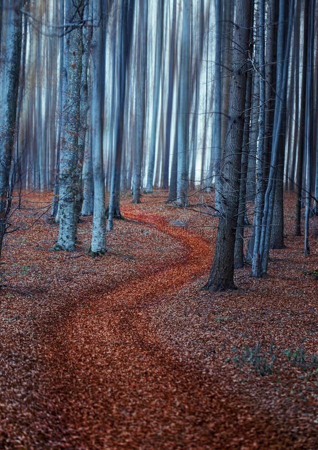 Magic Road in the Autumn Forest Stock Photo - Image of season, beam ...