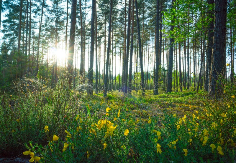 Summer forest, sun stock image. Image of rural, plant - 9871855