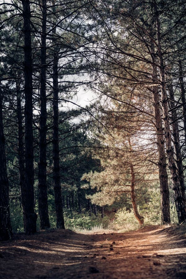 The magic forest stock image. Image of sunny, tree, view - 199211919