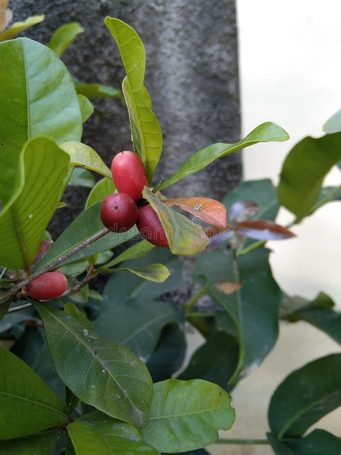 Magic Fruit Plants or Commonly Called Miracle Fruit Can Thrive in the ...