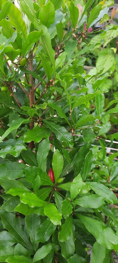 Magic Fruit Tree Plant stock photo. Image of fruit, magic - 290969452