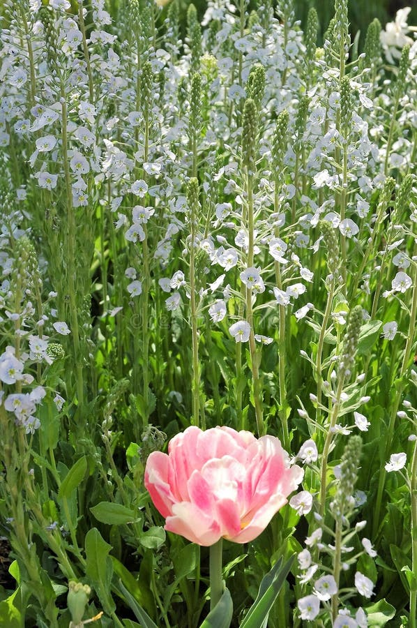 Magic garden stock photo. Image of tulips, high, nature - 72379038